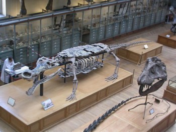 Sarcosuchus imperator